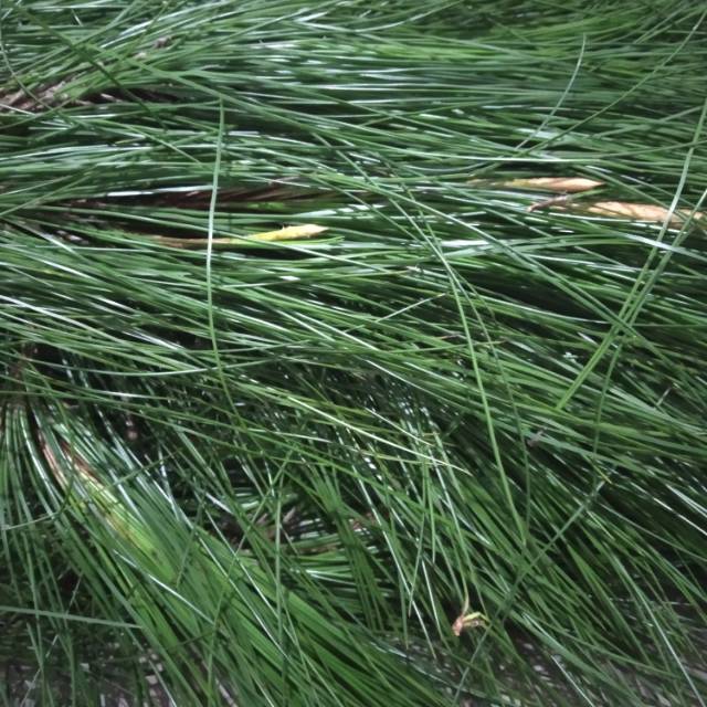 Jual Jual daun pinus fresh segar murah | Shopee Indonesia