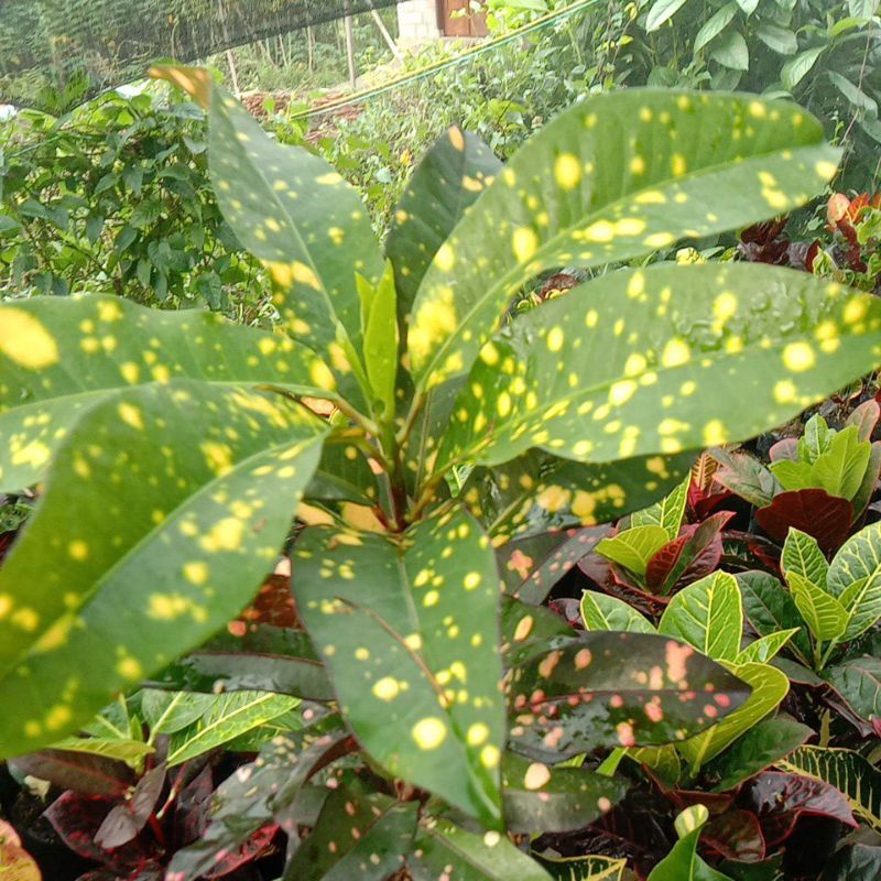 Jual puring Manik maya Bibit (30 cm) | Shopee Indonesia