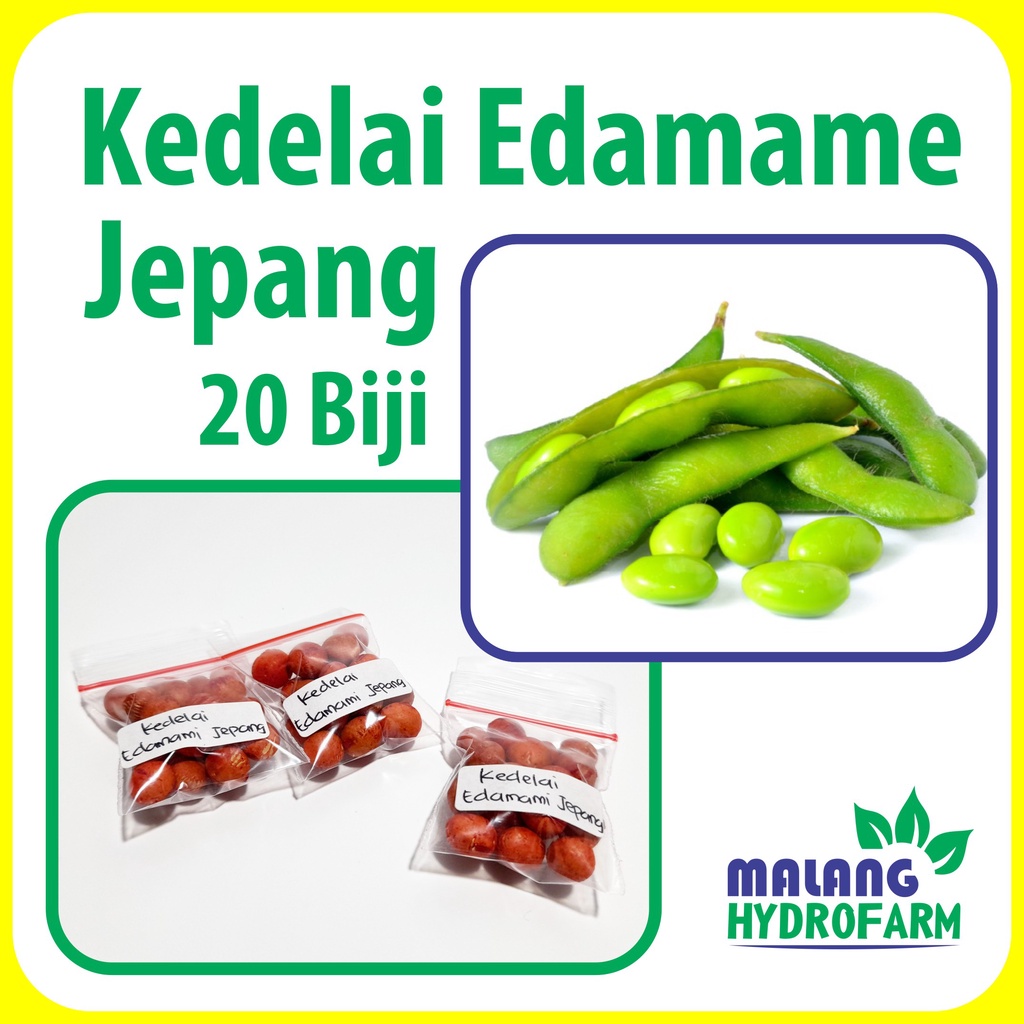 Jual Benih Kedelai Edamame Jepang 20 biji Unggulan berkualitas bibit ...