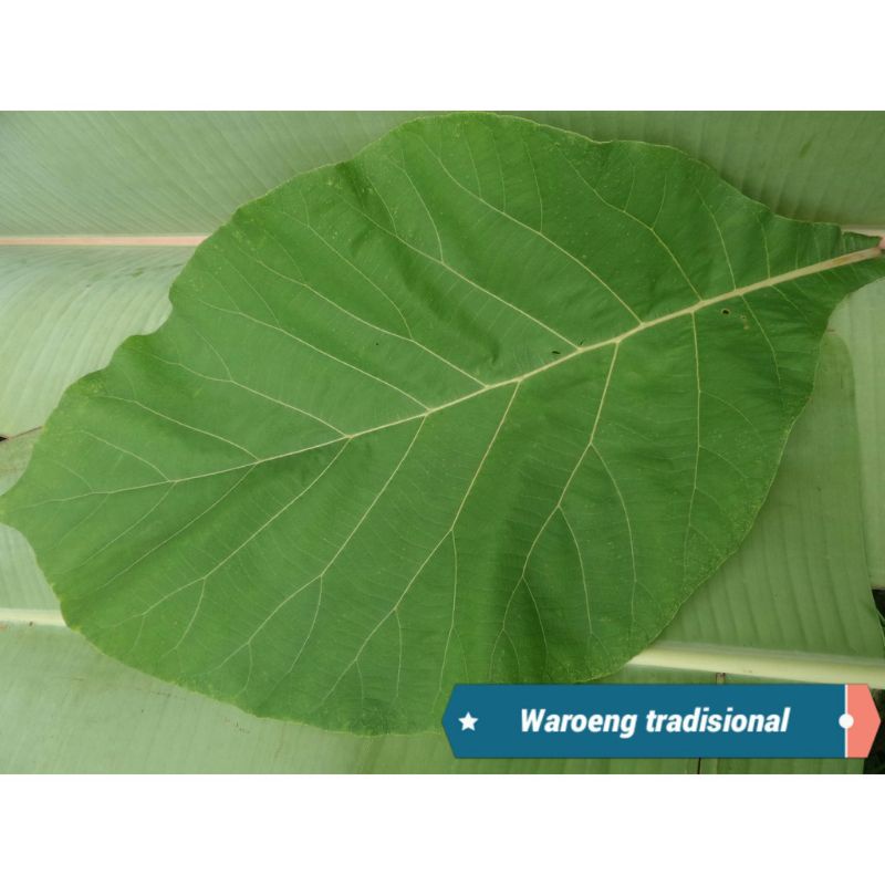 Jual Daun jati segar | Shopee Indonesia