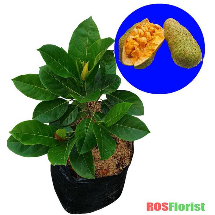 Jual Tanaman Buah Nangka Cempedak Murah# | Shopee Indonesia