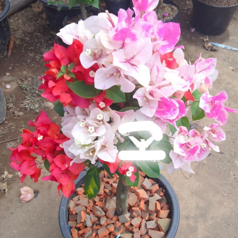 Jual tanaman hias Bougenville bunga putih pink bunga sakura cantik ...