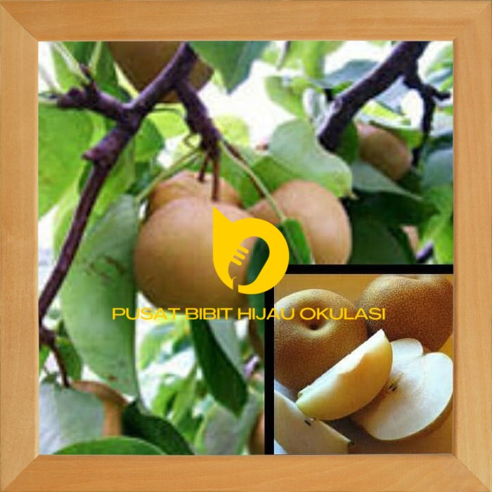 Jual Tanaman Buah Pear Asia ( Pir ) 60-80 cm | Shopee Indonesia