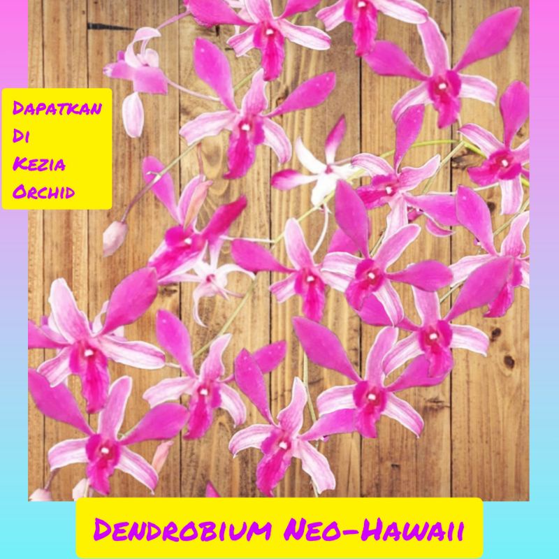Jual Koleksi Anggrek Jadulan Dendrobium Neo-Hawaii 1944 silangan ...