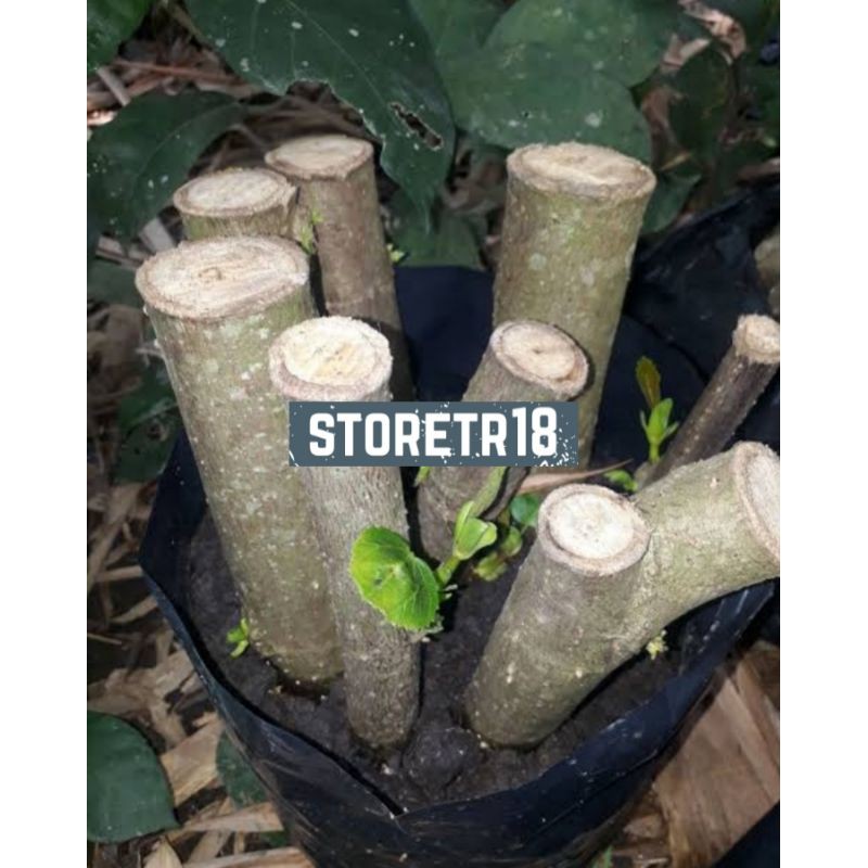 Jual Bibit stek batang pohon waru 1 kg fresh | Shopee Indonesia