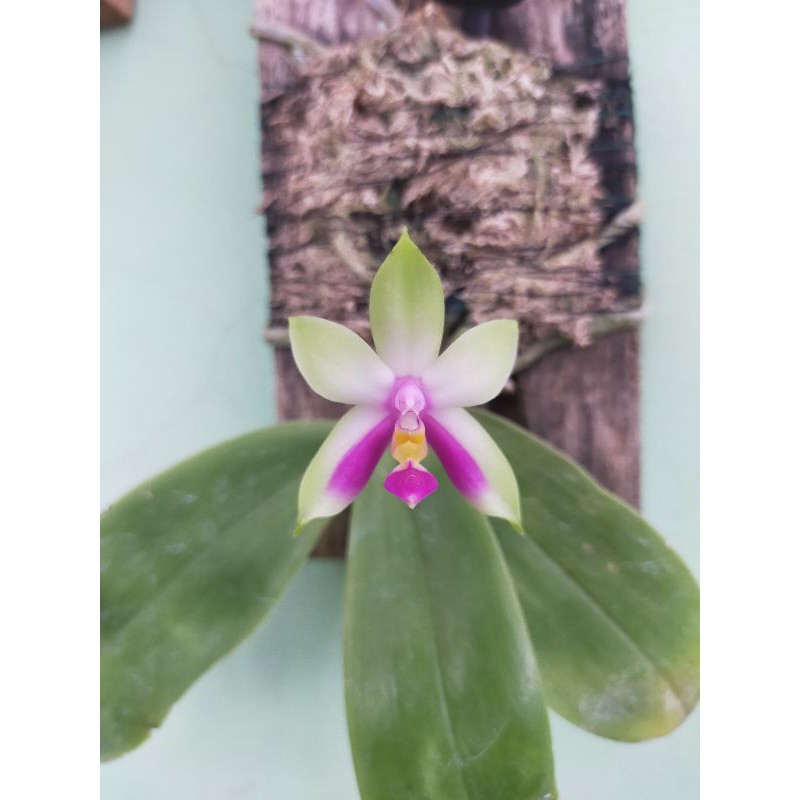 Jual Phalaenopsis bellina | Shopee Indonesia Jual Phalaenopsis bellina | Shopee Indonesia