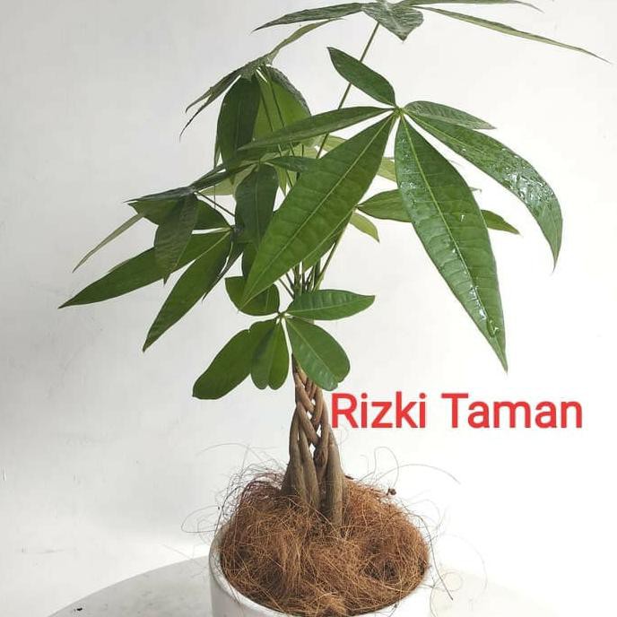Jual Pachira Aquatica Kepang 5 Plus Pot | Money Tree Pohon Uang ...