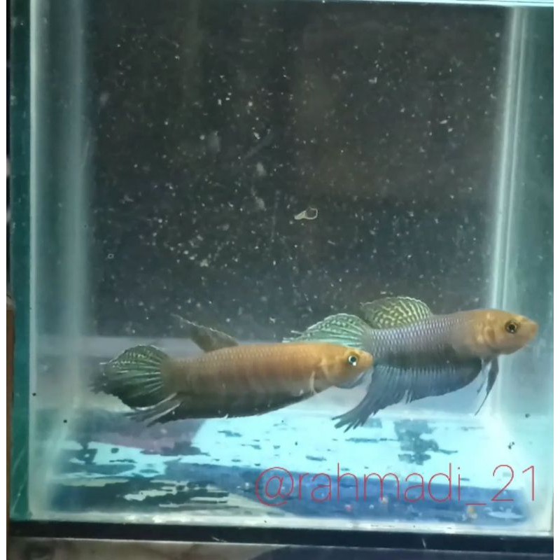 Jual hiasan akuarium Wild betta simorum/bellica | Shopee Indonesia