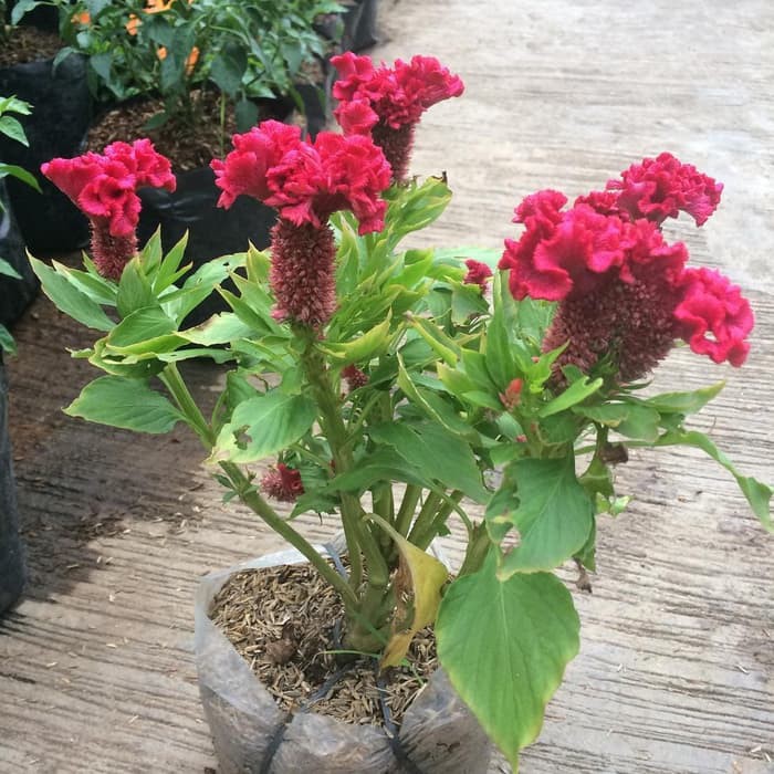 Jual Biji benih bunga jengger ayam merah maron (50 biji) | Shopee Indonesia