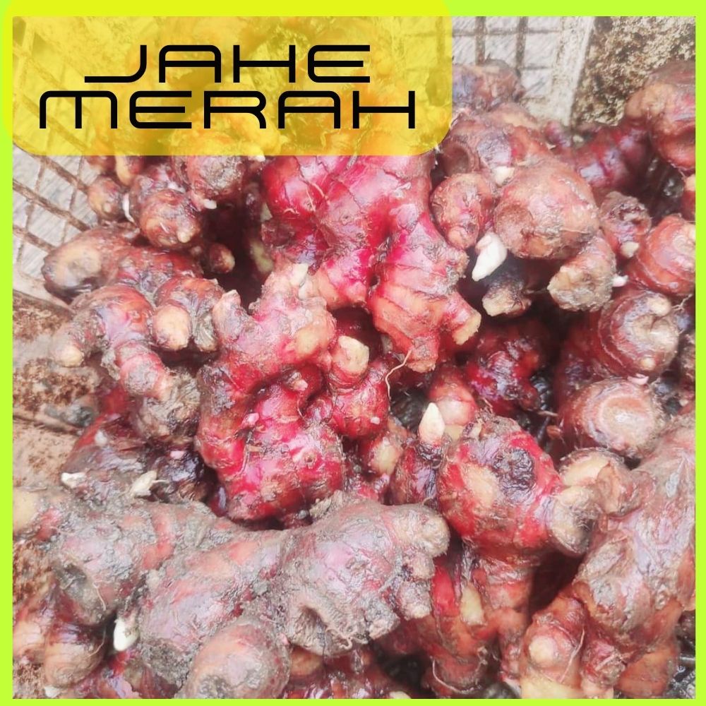 Jual jahe merah jahe merah segar jahe merah 1kg bibit jahe merah 1kg ... Jual jahe merah jahe merah segar jahe merah 1kg bibit jahe merah 1kg ...