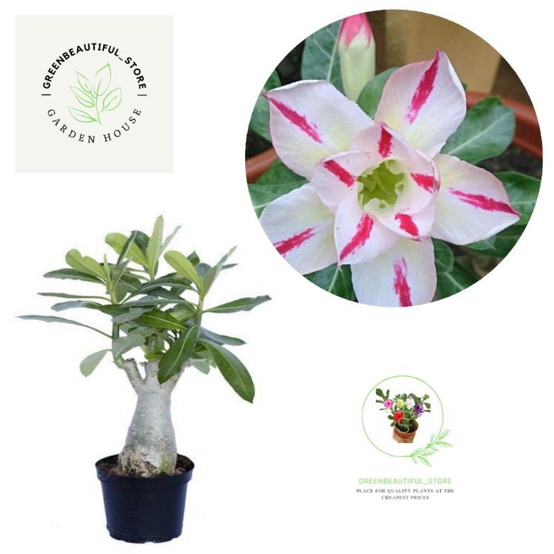 Jual Tanaman hias hidup adenium obesum exotic white - bibit adenium ...