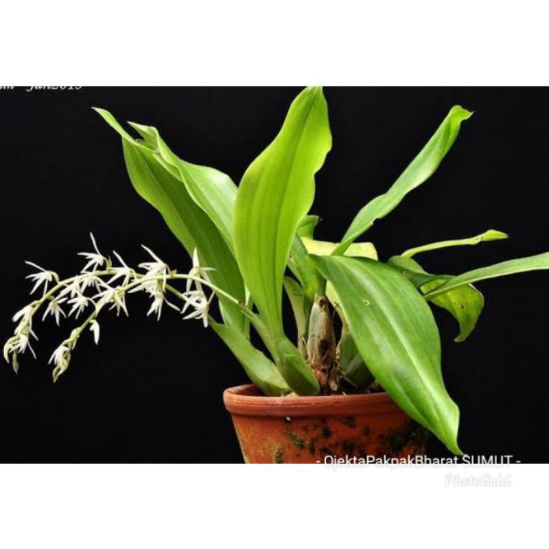 Jual Anggrek Eria javanica Orchid Anggrek Unik Dewasa anggrek hutan ...