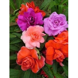 Jual BENIH BIJI BUNGA PACAR AIR TUMPUK PACAR AIR UNGU MERAH PINK ...