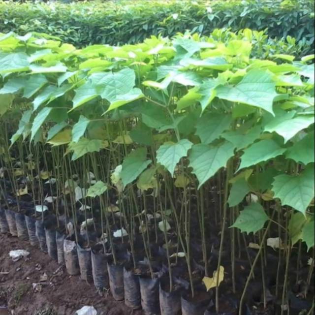 Jual Sudah MURAH PAKET 10 Batang Bibit Tanaman Pohon Jati Putih Gmelina ...
