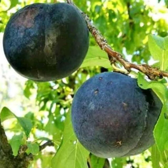Jual bibit Jenitri unggul/tanaman hidup | Shopee Indonesia
