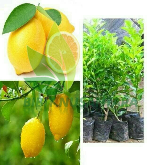 Jual bibit jeruk lemon tea manis dan lemon tanpa biji | Shopee Indonesia