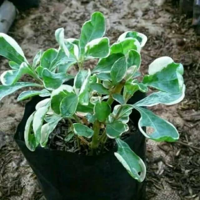 Jual tanaman krokot hijau putih | Shopee Indonesia