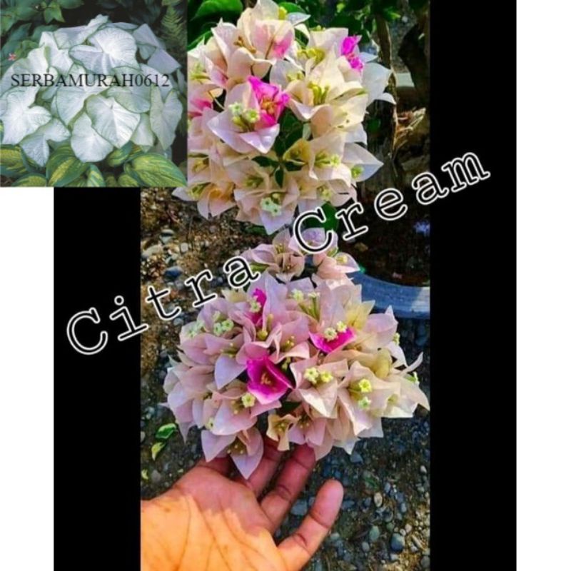 Jual PROMO!! TANAMAN HIAS BUGENVIL BUNGA KERTAS// CITRA CREAM | Shopee ...