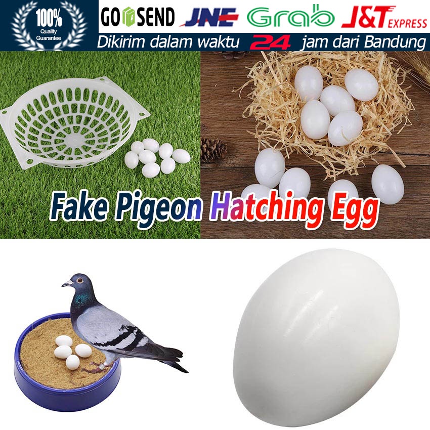 Jual 10PCS / 5PCS Telur Palsu Dummy Replika Telor Merpati Warna Putih ...