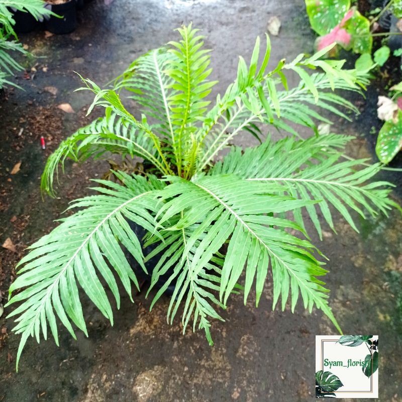 Jual Tanaman Hias Pakis Blechnum Rimbun | Shopee Indonesia