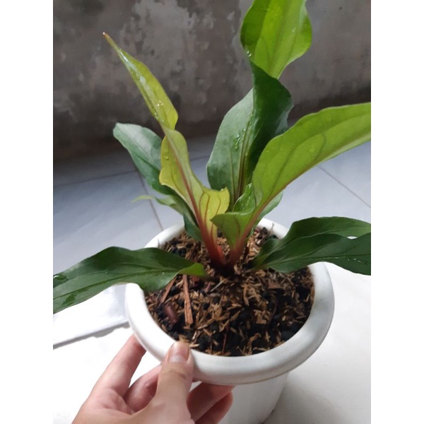 Jual anthurium obor merah super red ( remaja ) | Shopee Indonesia
