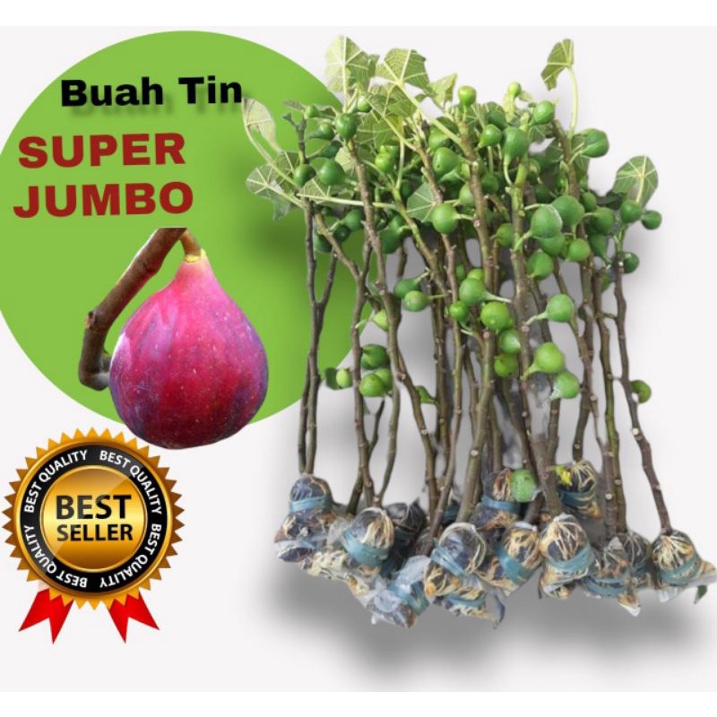 Jual Bibit Buah Tin SUPER JUMBO Fresh Cangkok | Shopee Indonesia