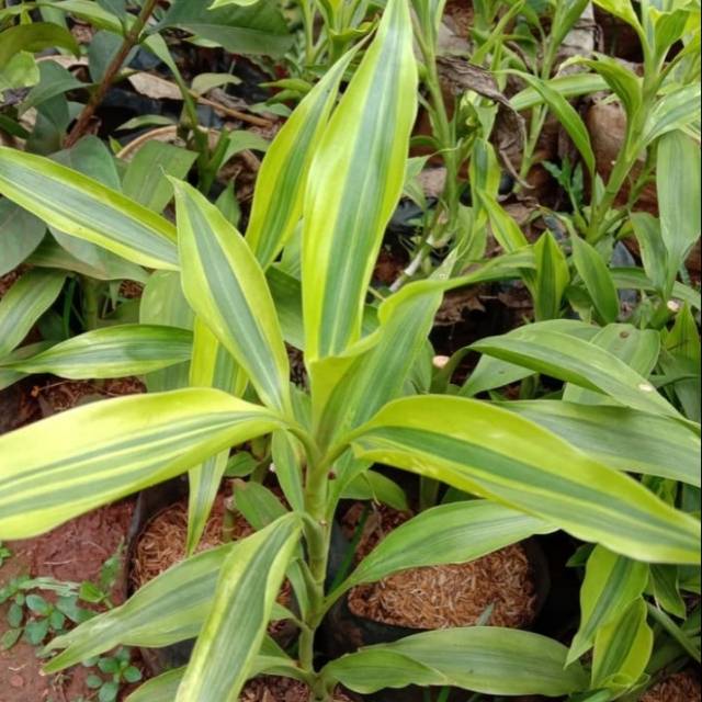 Jual Tanaman hias bambu hoki sri rezeki golden pohon keberuntungan ...