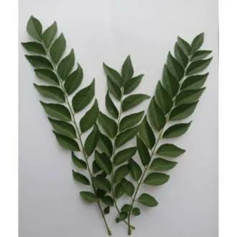 Jual daun kari salam koja temurui segar wild curry leaves | Shopee ...