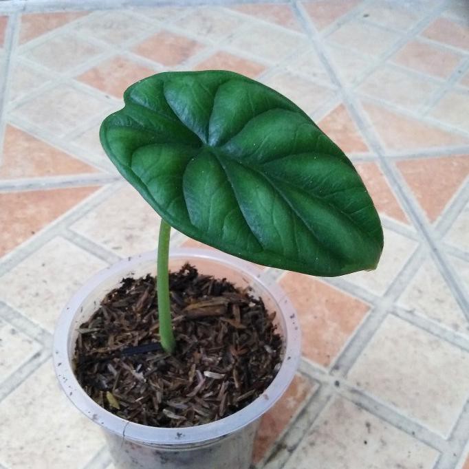 Jual Alocasia Dragon Scale 1 daun - Real Pic | Shopee Indonesia