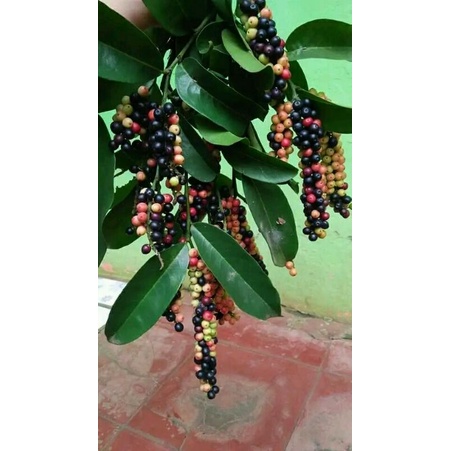Jual bibit pohon buah huni bibit tanaman pohon buah buni | Shopee Indonesia