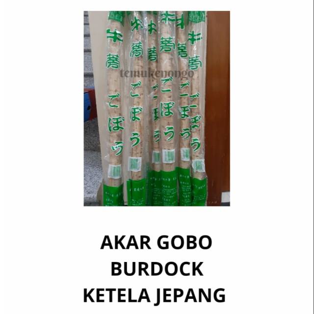 Jual AKAR GOBO BURDOCK KETELA JEPANG | Shopee Indonesia
