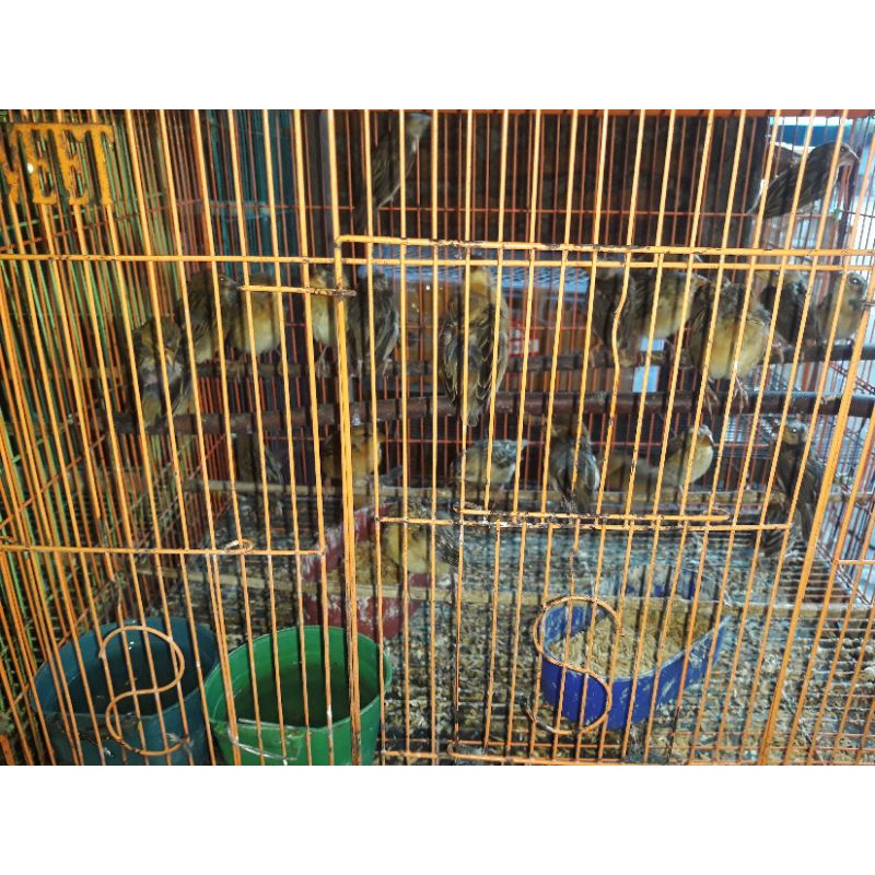 Jual burung manyar | Shopee Indonesia