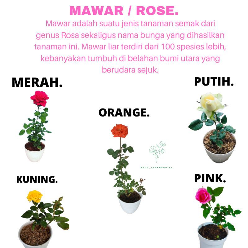 Jual PROMO PAKET 2 TANAMAN HIAS BUNGA ROSE MAWAR KUALITAS SUPER GRADE ...