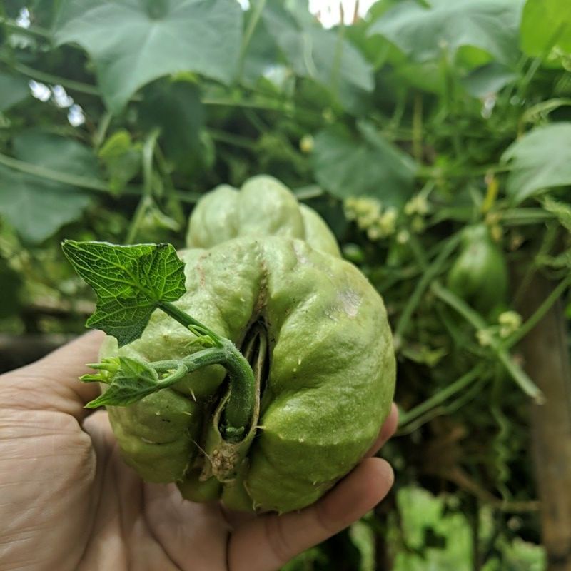 Jual DIARY PETANI - Bibit Labu Siam Anggur Berakar Siap Tanam Bibit ...