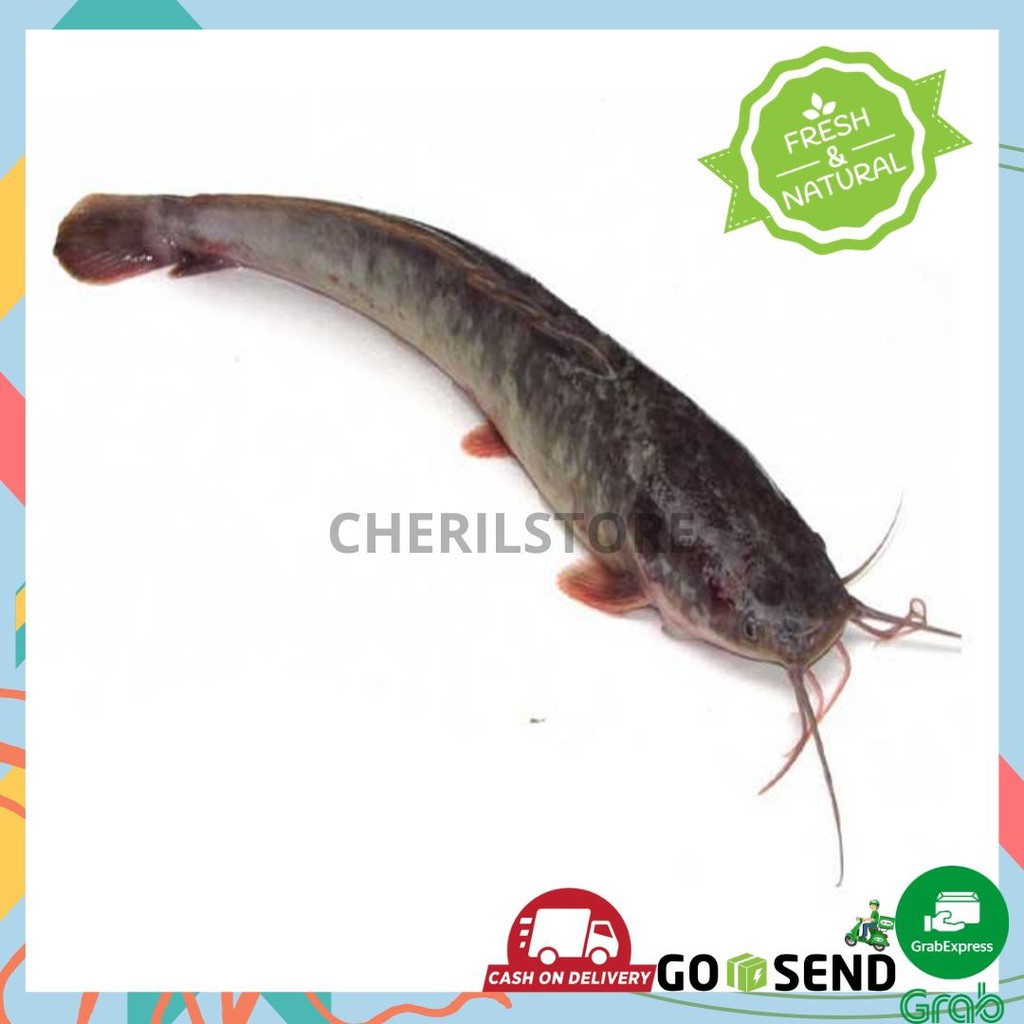 Jual IKAN LELE SEGAR FRESH 500GRAM | Shopee Indonesia