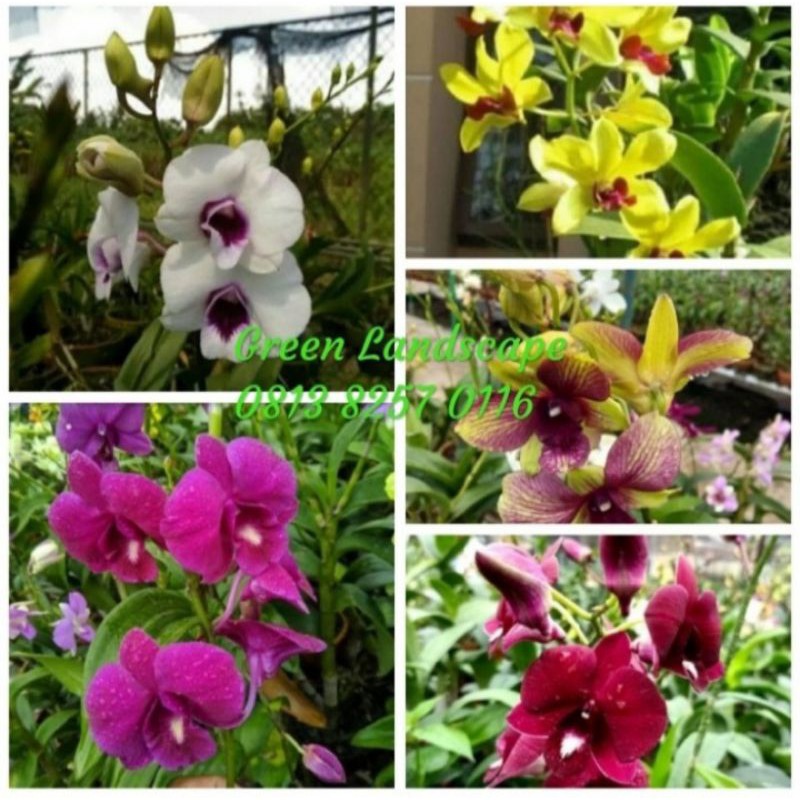 Jual Paket 5 Pohon Bunga Anggrek Dendrobium Dewasa Tanaman Hias Pohon ...