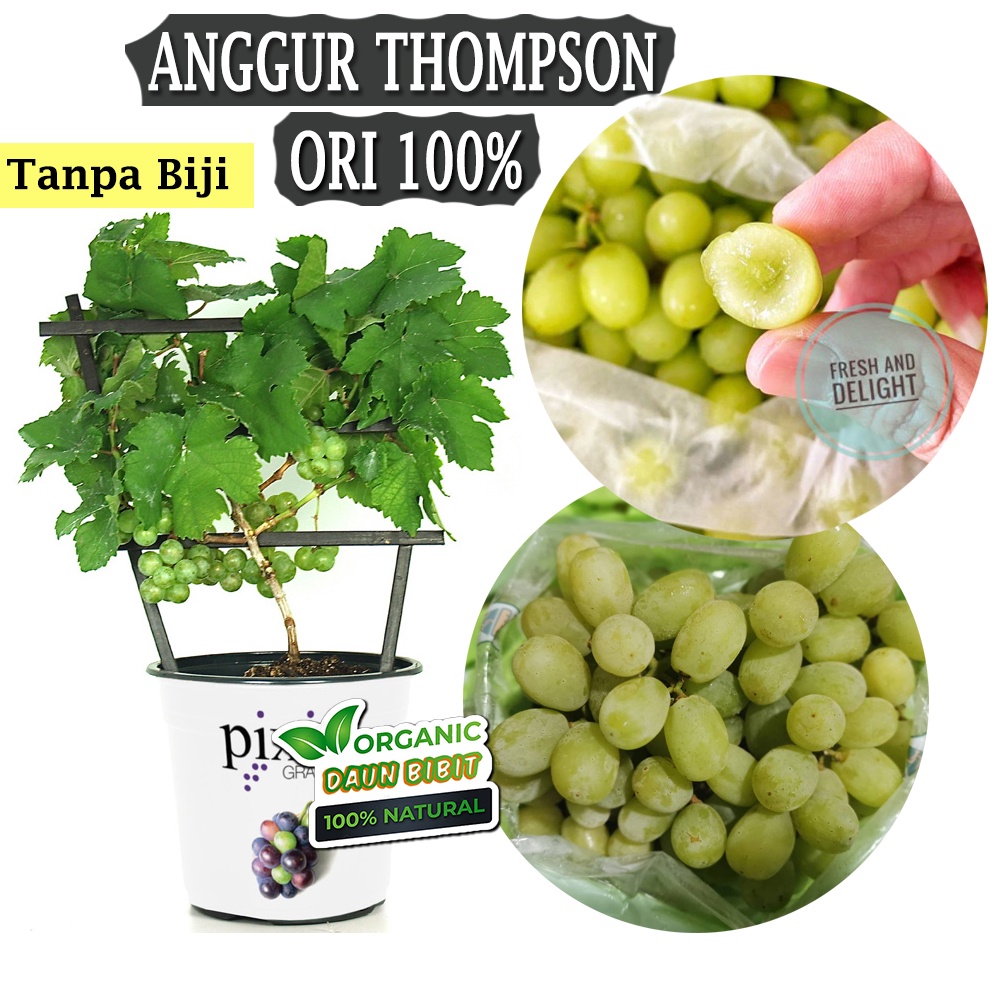 Jual Bibit Anggur Thompson Seedless Import Valid 100% | Shopee Indonesia