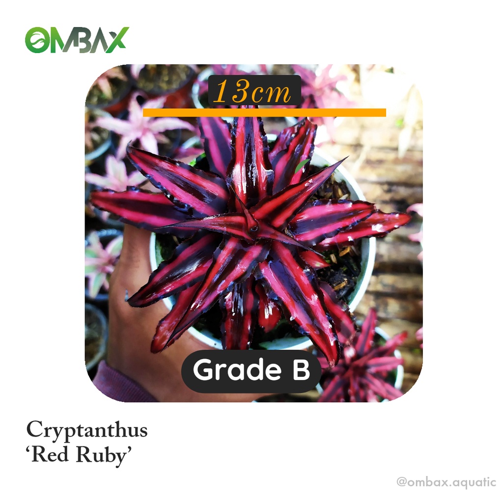 Jual cryptanthus merah / Red Ruby - tanaman Paludarium & Terrarium ...