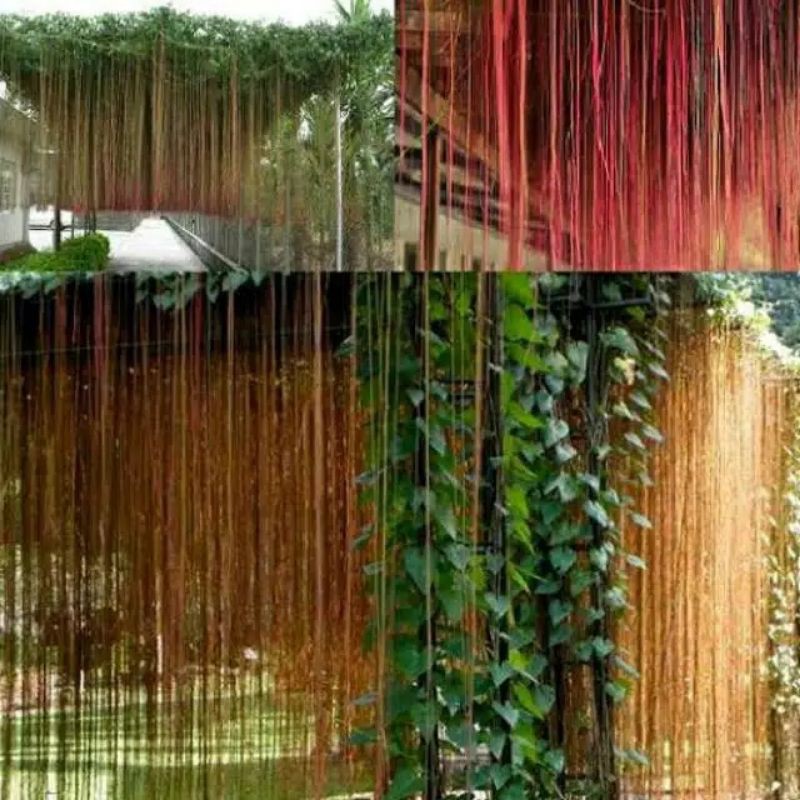 Jual Curtain Ivy akar gantung / tanaman hias / tanaman akar / tanaman ...