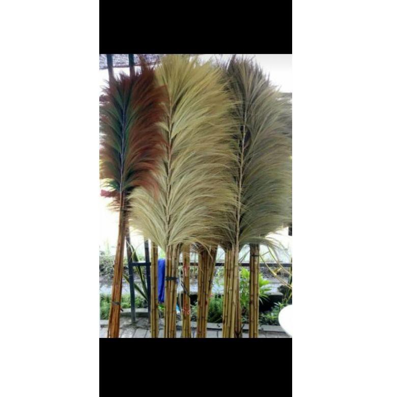 Jual Rayung original #Pampas rayung original#rayung jumbo (ART. 4956 ...