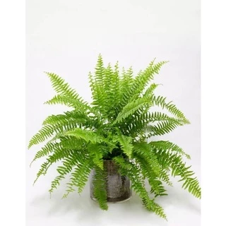 Jual Pakis Terlengkap & Harga Terbaru Juli 2024 | Shopee Indonesia