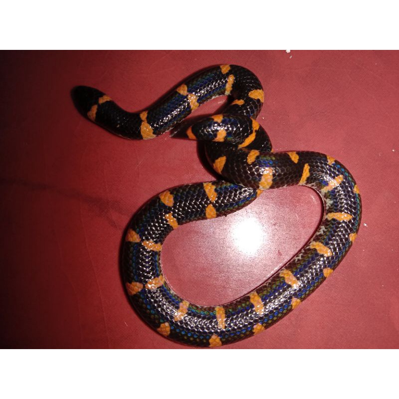 Jual pipe snake | Shopee Indonesia