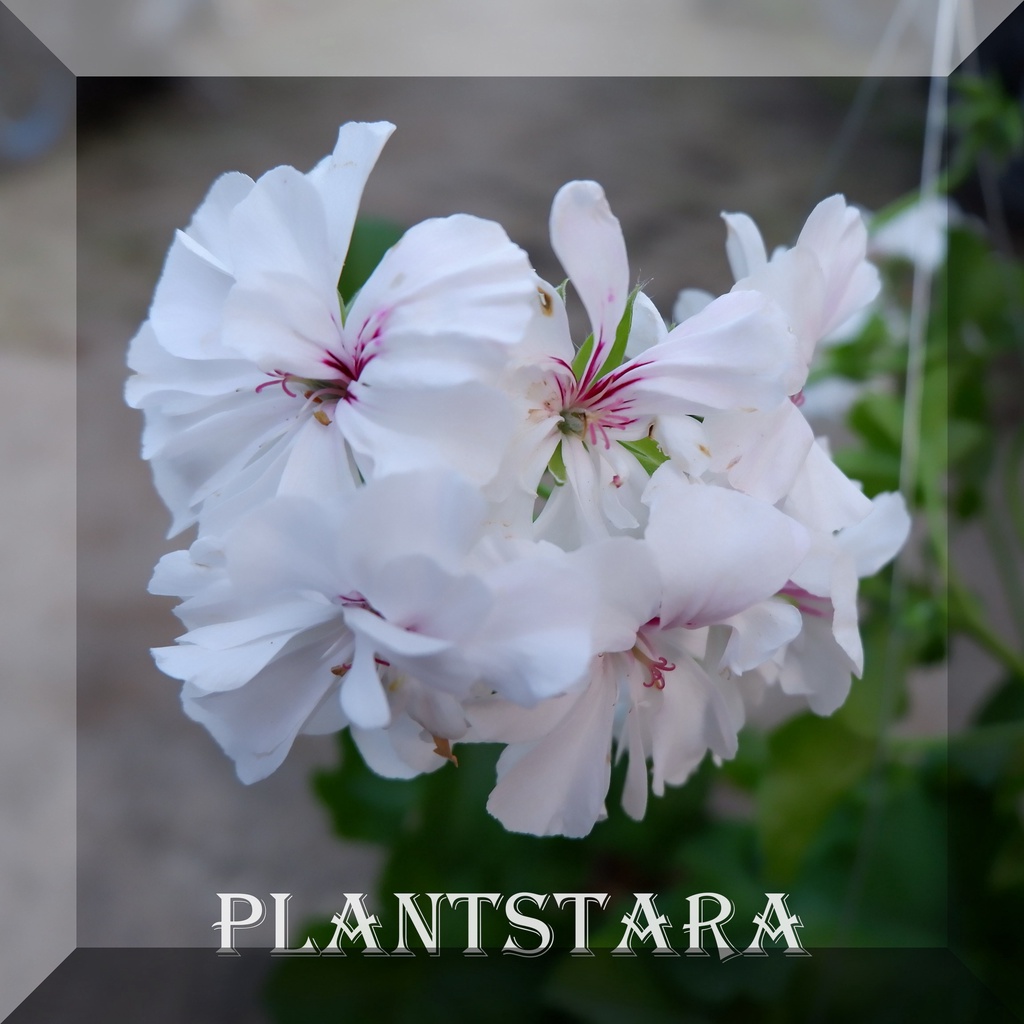 Jual Pohon Bibit Tanaman Bunga Geranium Gantung Putih Bergaransi ...