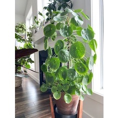 Jual tanaman hias pilea peperomioides rimbun plus pot | Shopee Indonesia