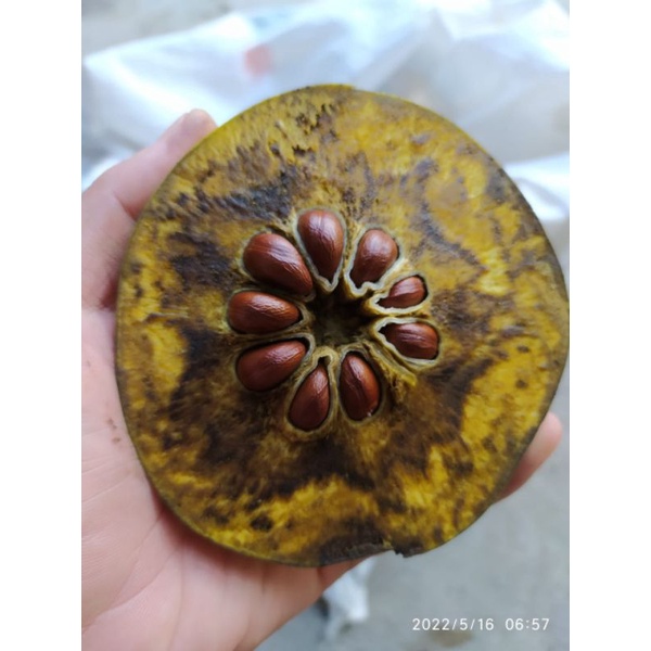 Jual Biji Buah Black Sapote ( 10 biji ) | Shopee Indonesia Jual Biji Buah Black Sapote ( 10 biji ) | Shopee Indonesia