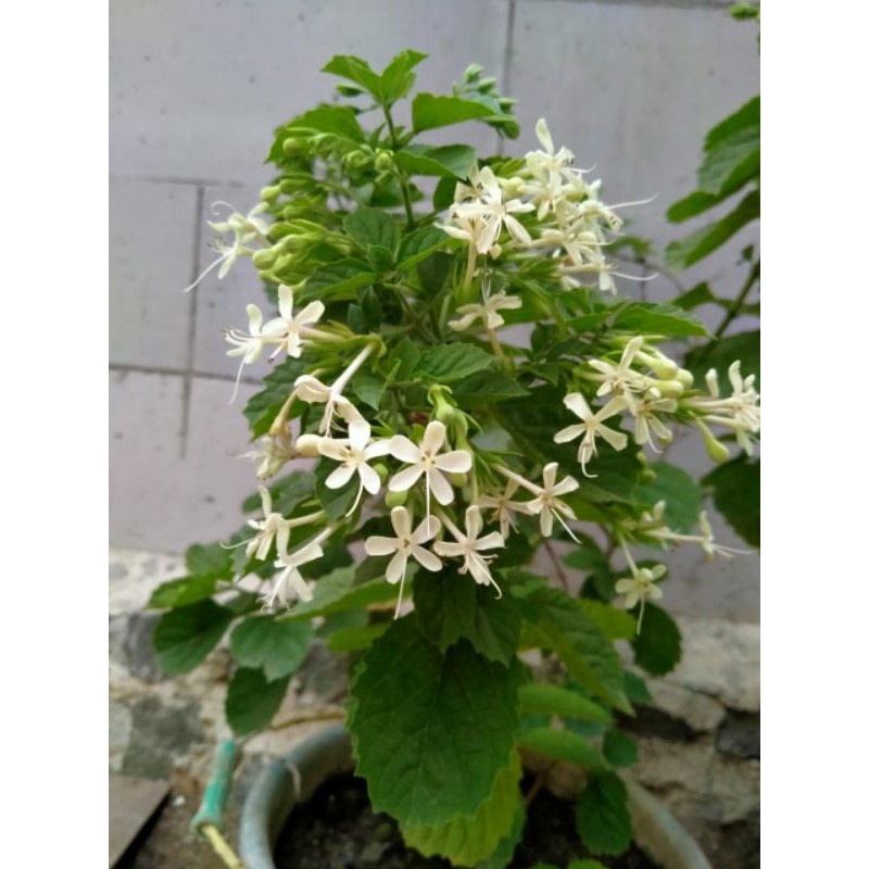 Jual tanaman hias melati belanda putih | Shopee Indonesia