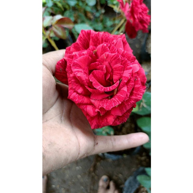 Jual MAWAR CANDY (BATIK) | Shopee Indonesia