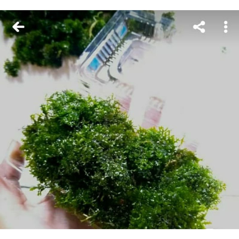 Jual mos,ricardia | Shopee Indonesia