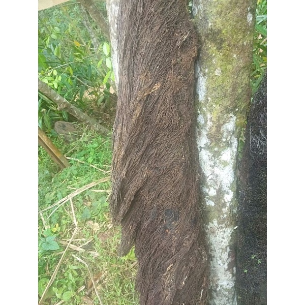 Jual Media anggrek Batang pakis 1.5 meter paku andam media rambat ...