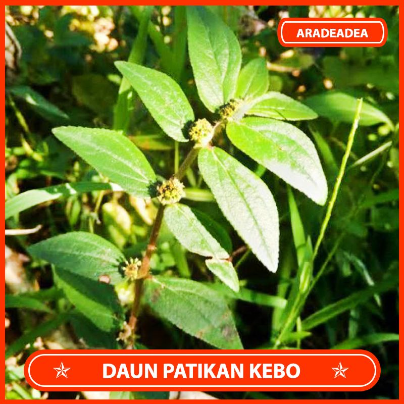 Jual Daun Patikan Kebo Segar 500 Gram ( Euphorbia Hirta ) | Shopee ...